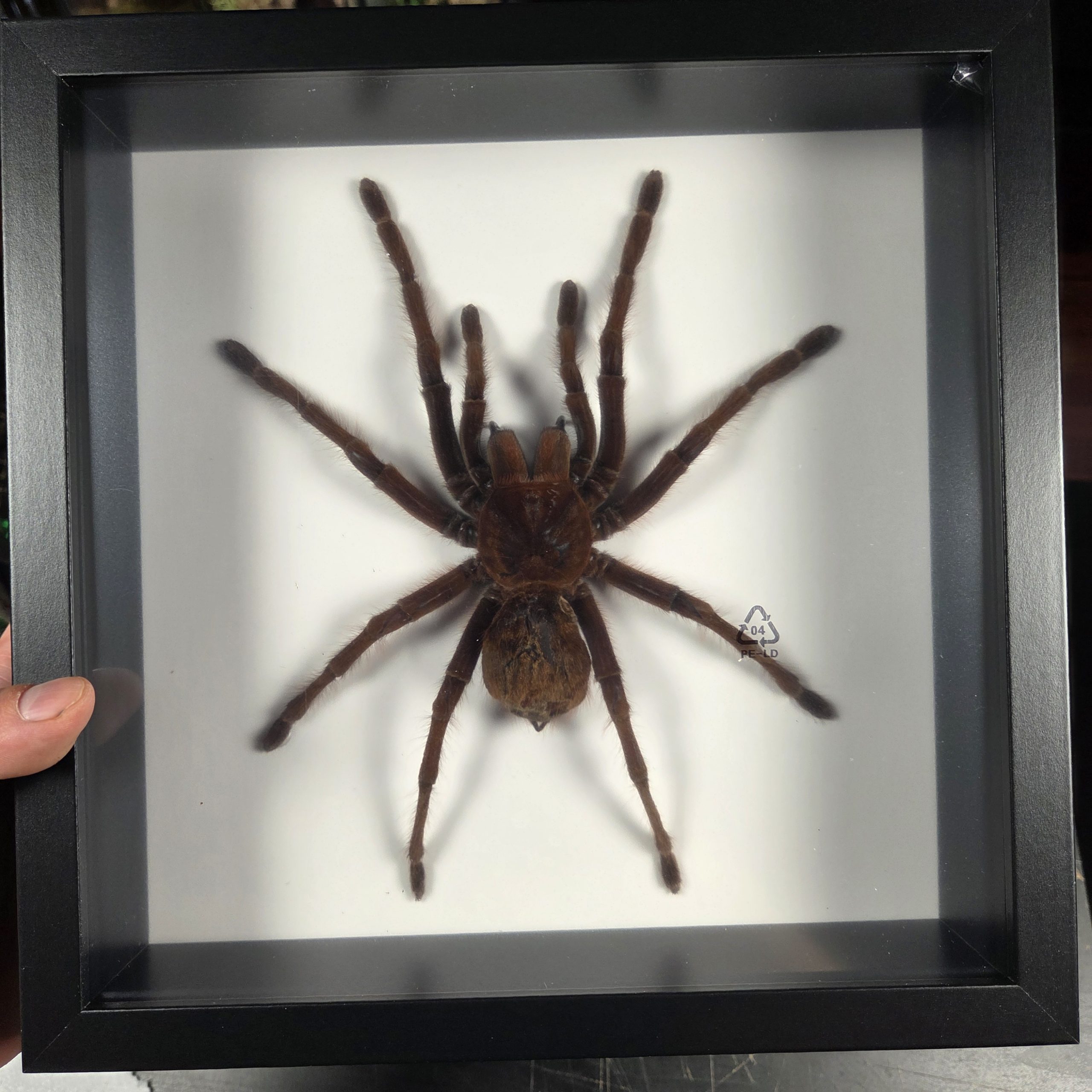 Pająk w gablotce - Theraphosa apophysis - OGROMNA SAMICA - Pajaki - Sklep