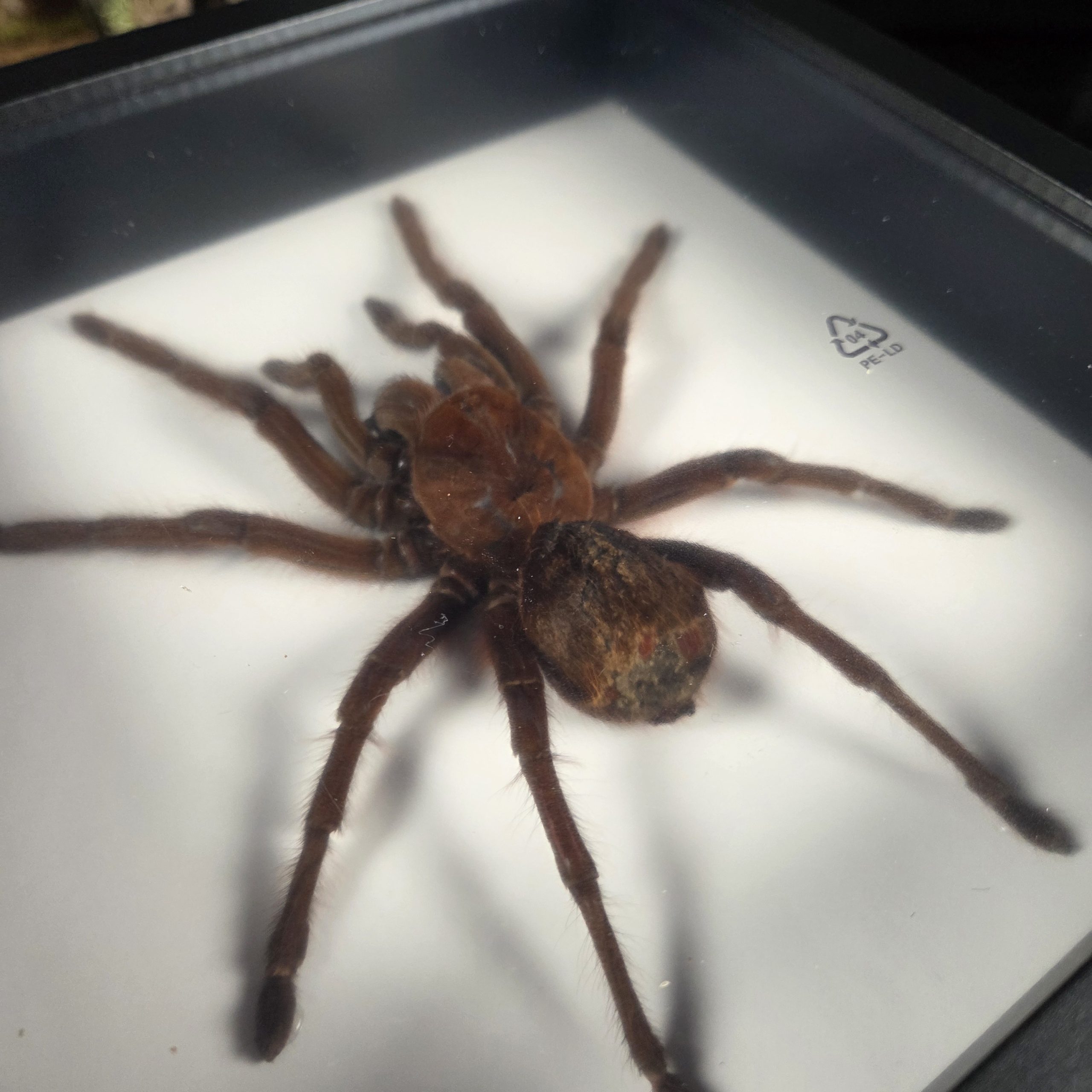 Pająk w gablotce - Theraphosa apophysis - OGROMNA SAMICA - Pajaki - Sklep